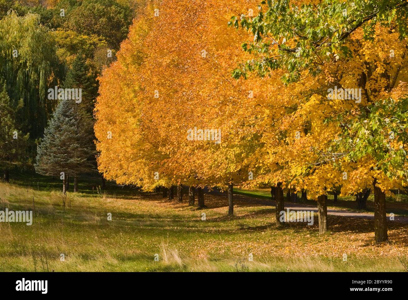 Autumn tree colors hi-res stock photography and images - Alamy