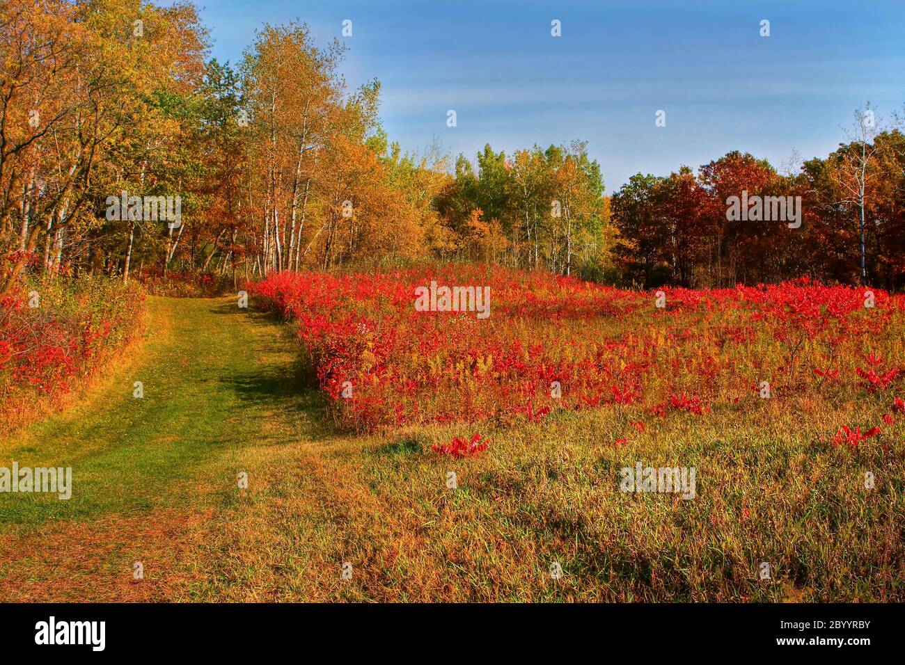 Autumn colors in the meadow in HDR Stock Photo - Alamy