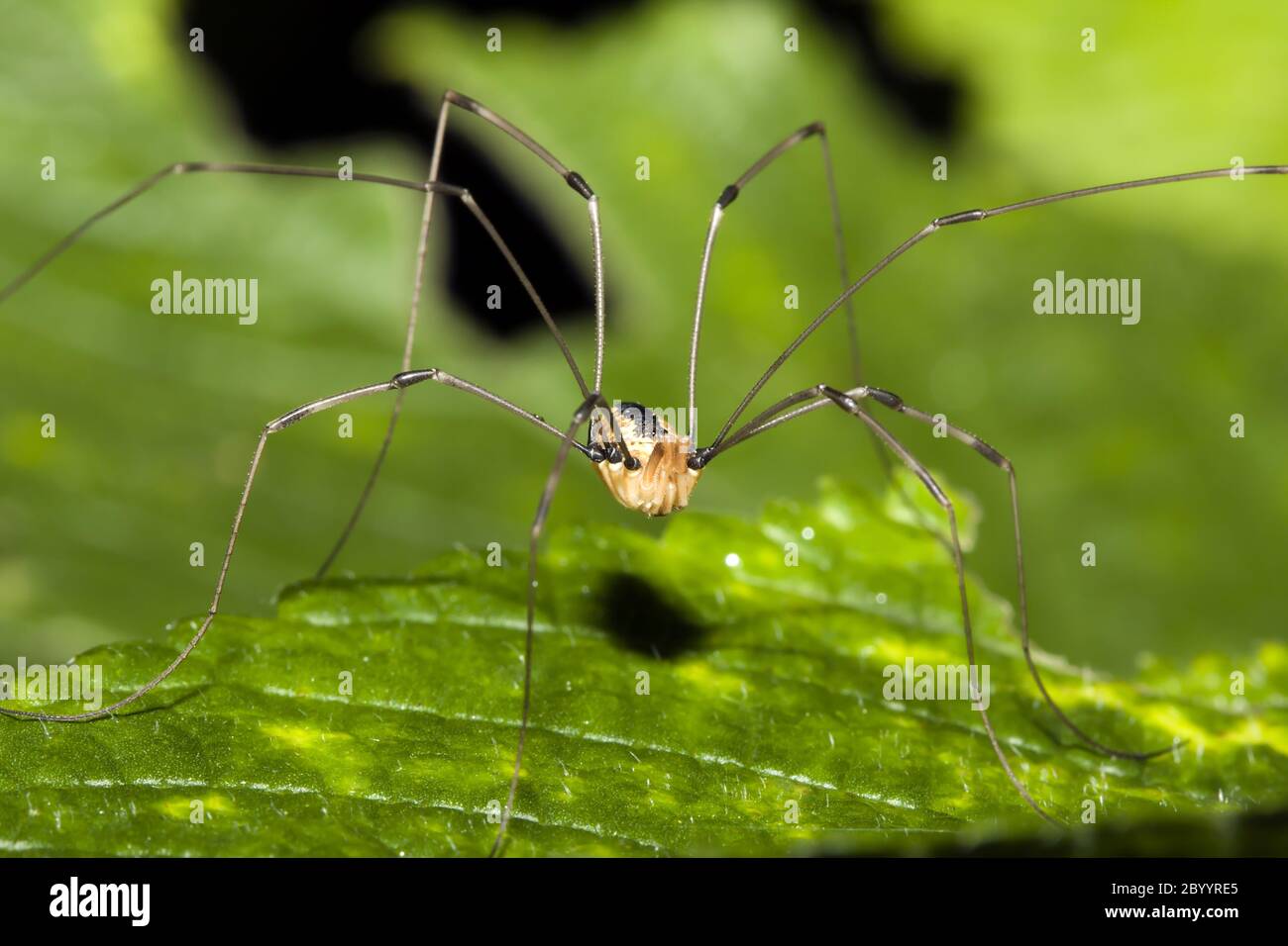 Adult harvestman hi-res stock photography and images - Alamy