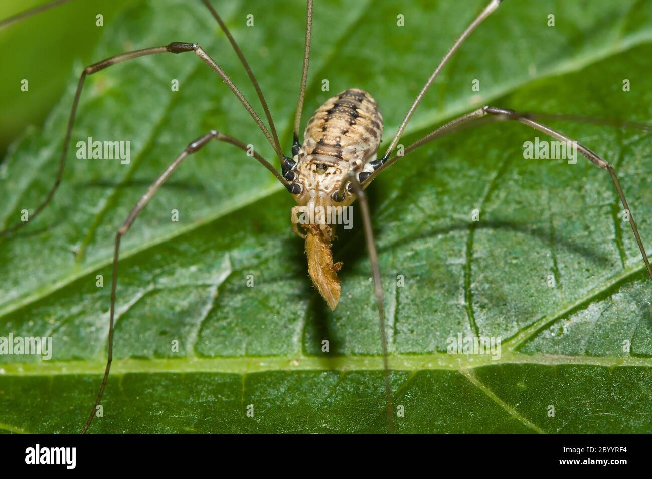 Adult harvestman hi-res stock photography and images - Alamy