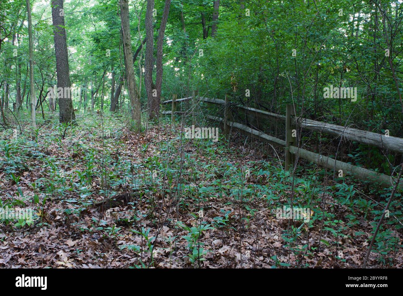 Wild Forest Landscape Stock Photo - Alamy