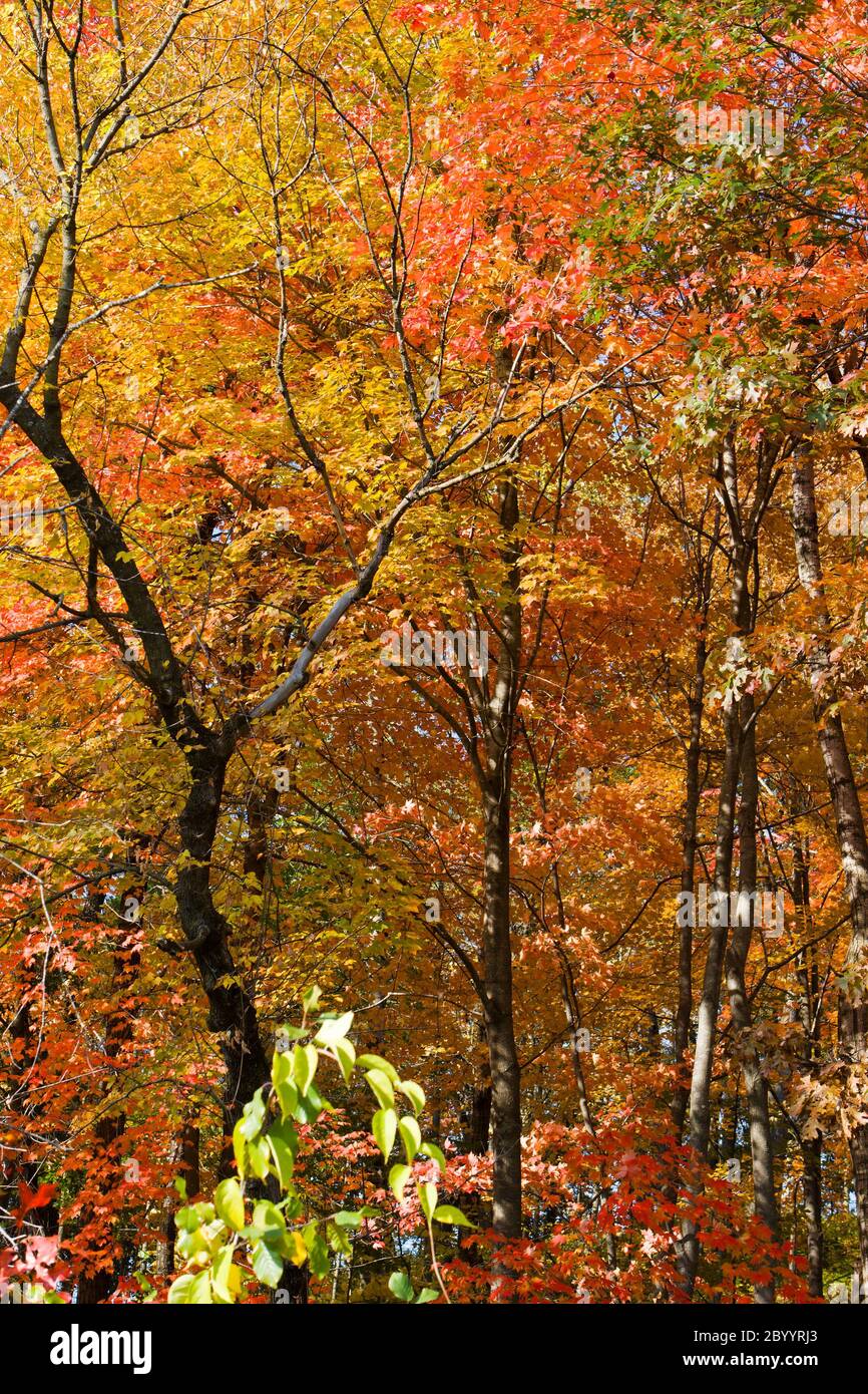 Forest colors hi-res stock photography and images - Alamy