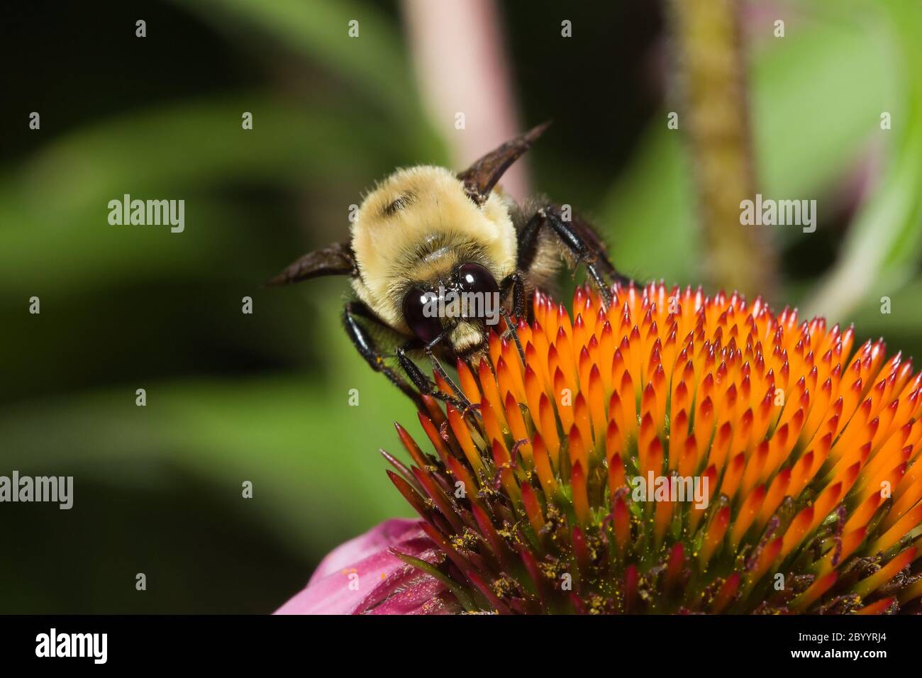 Golden Northern Bumblebee Stock Photo - Alamy