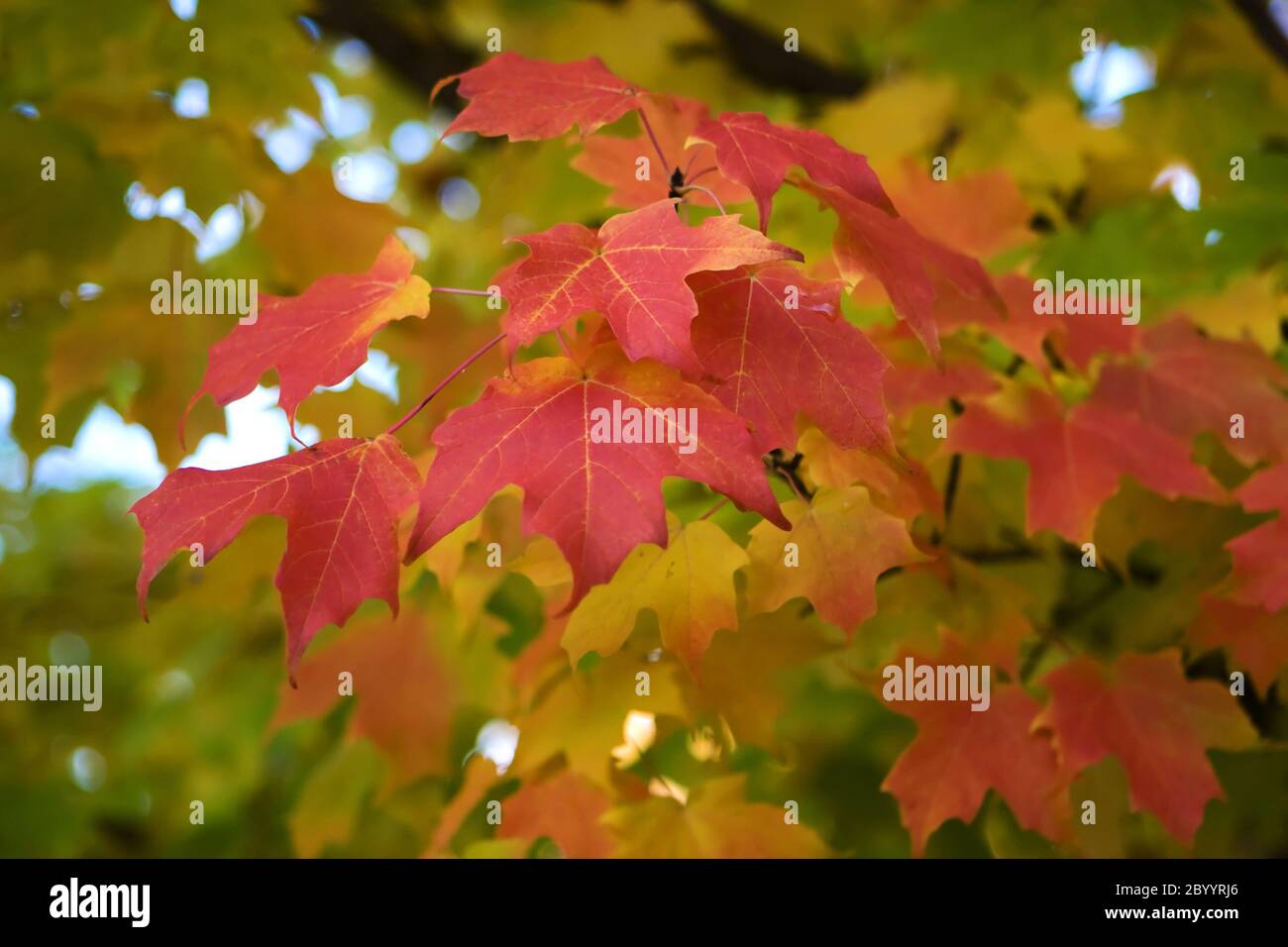 Autumn Tree Branch Stock Photo - Alamy