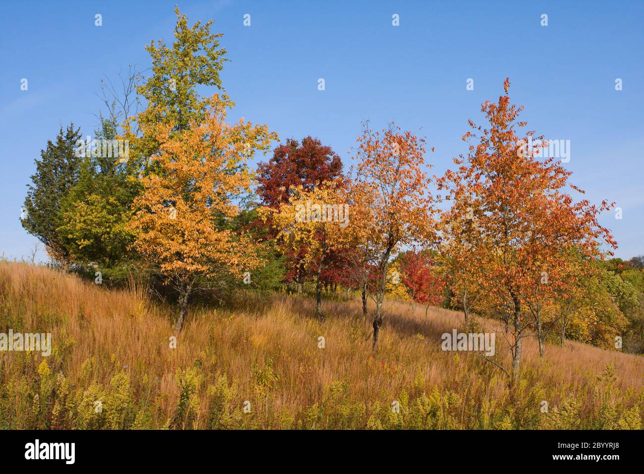 Colorful Rolling Trees Stock Photo - Alamy