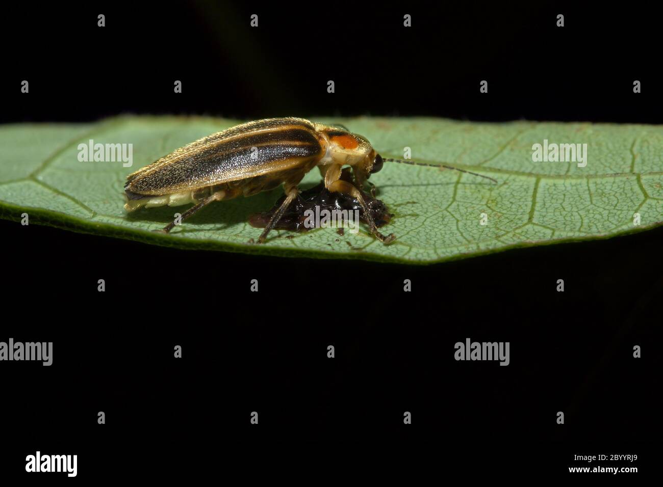 Firefly on a leaf Stock Photo - Alamy