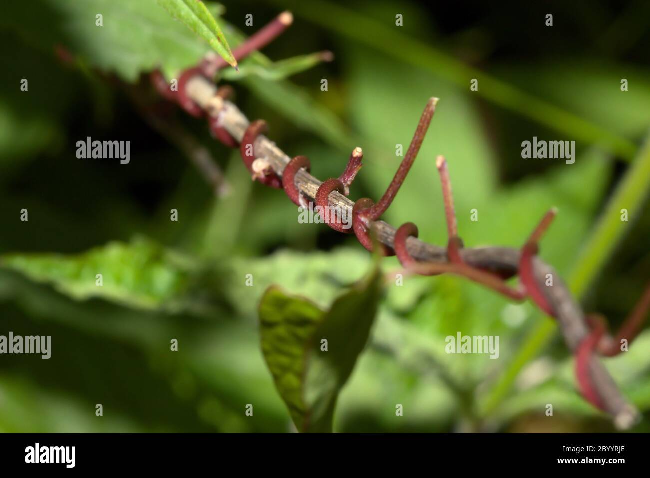 Vine twisting hi-res stock photography and images - Alamy