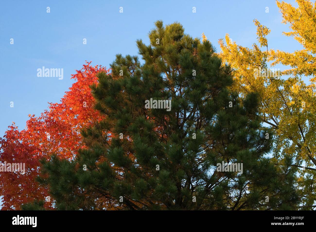 Autumn Tree Background Stock Photo - Alamy