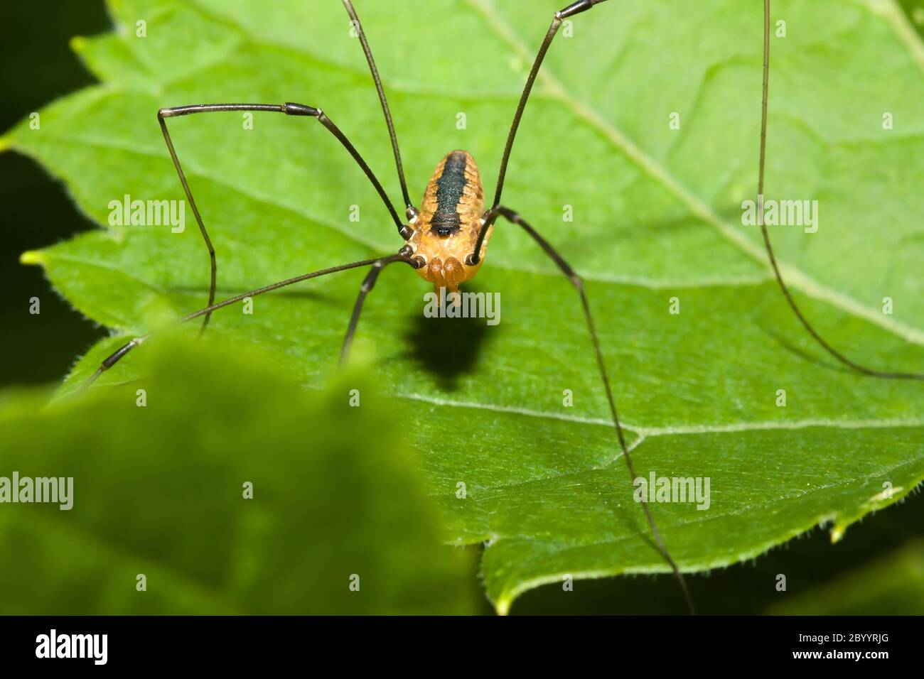 Harvestman spider hi-res stock photography and images - Alamy