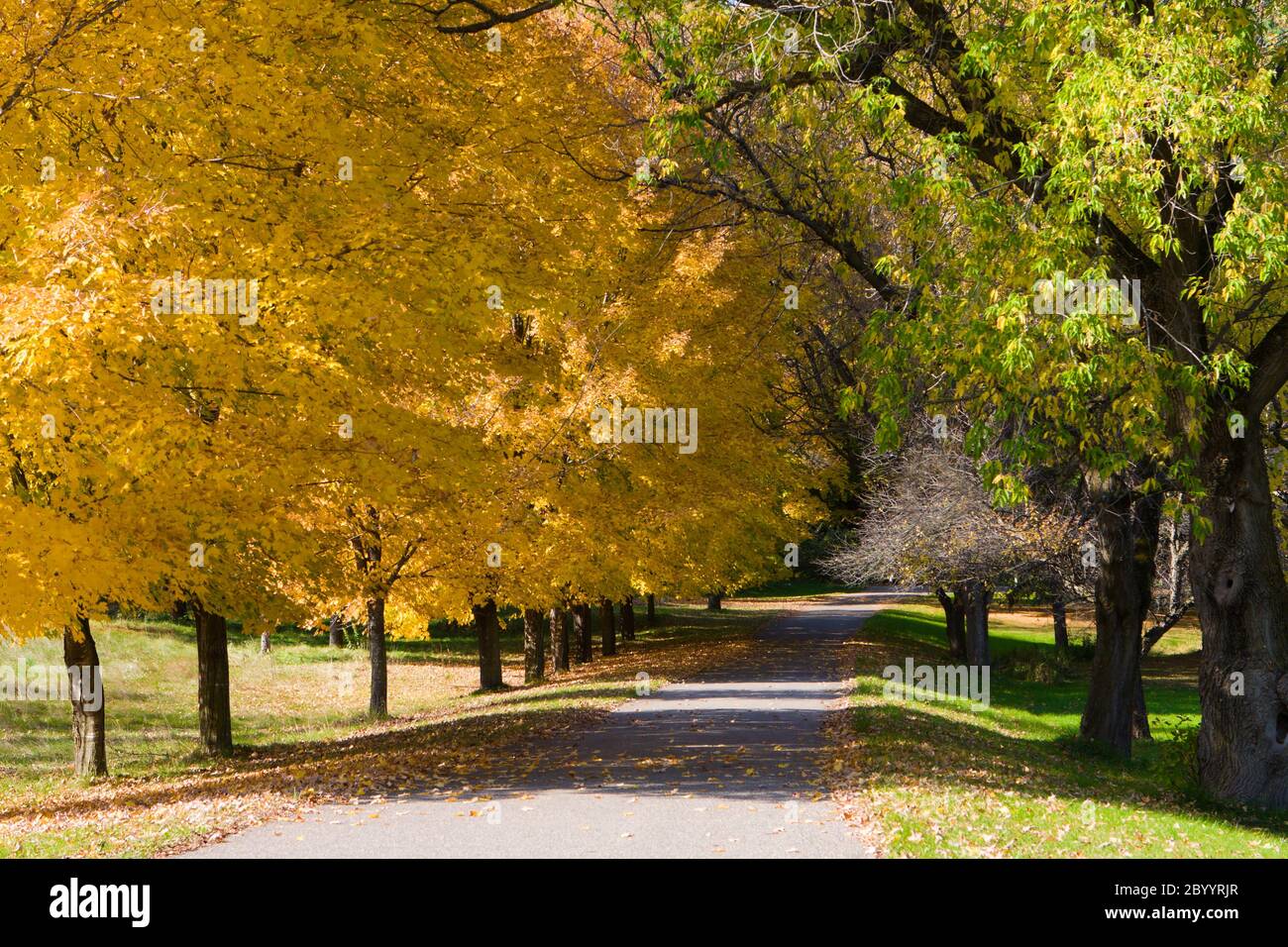 Golden Autumn Tree Colors Stock Photo - Alamy