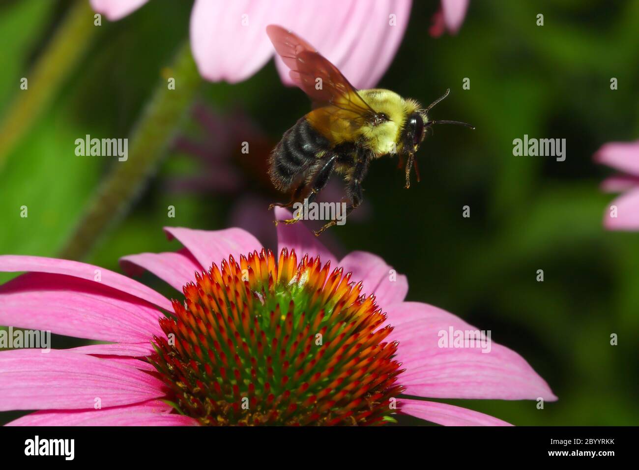 Golden Northern Bumblebee in Flight Stock Photo - Alamy