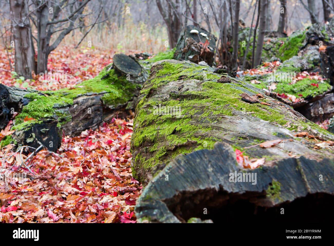 Mossy log hi-res stock photography and images - Alamy