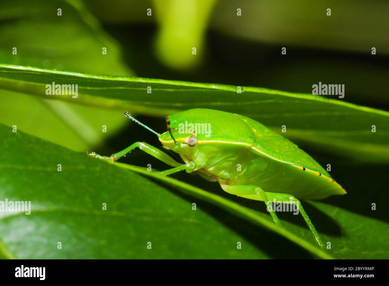 Green stink bug or shield bug (Nezara viridula Stock Photo - Alamy