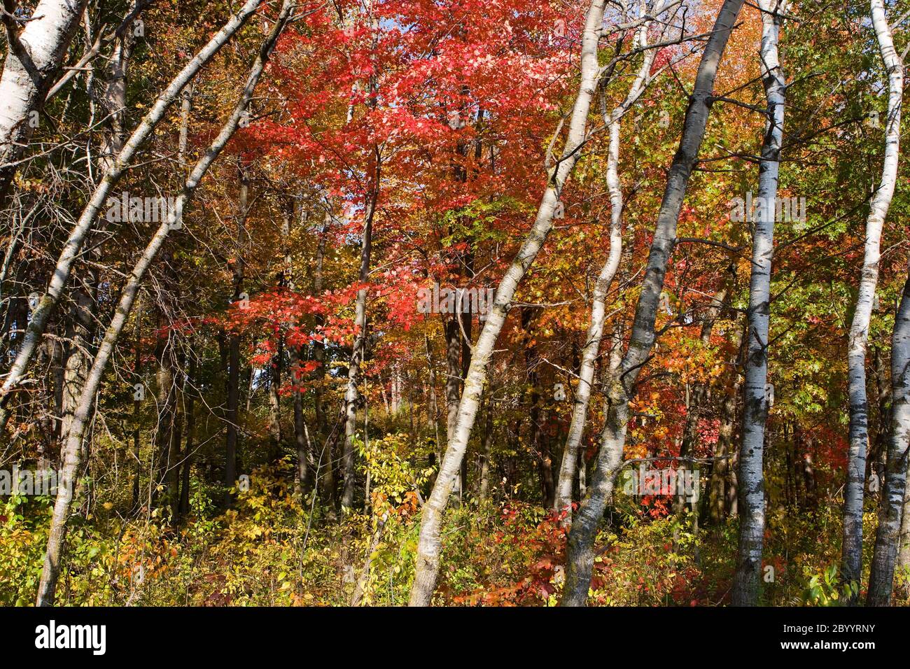 Forest Colors in the Fall Stock Photo - Alamy