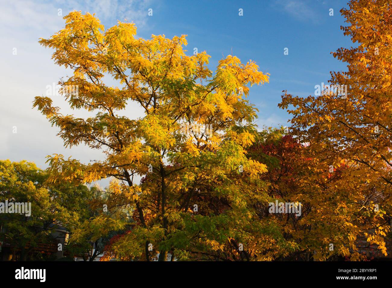 Autumn Tree Background Stock Photo - Alamy