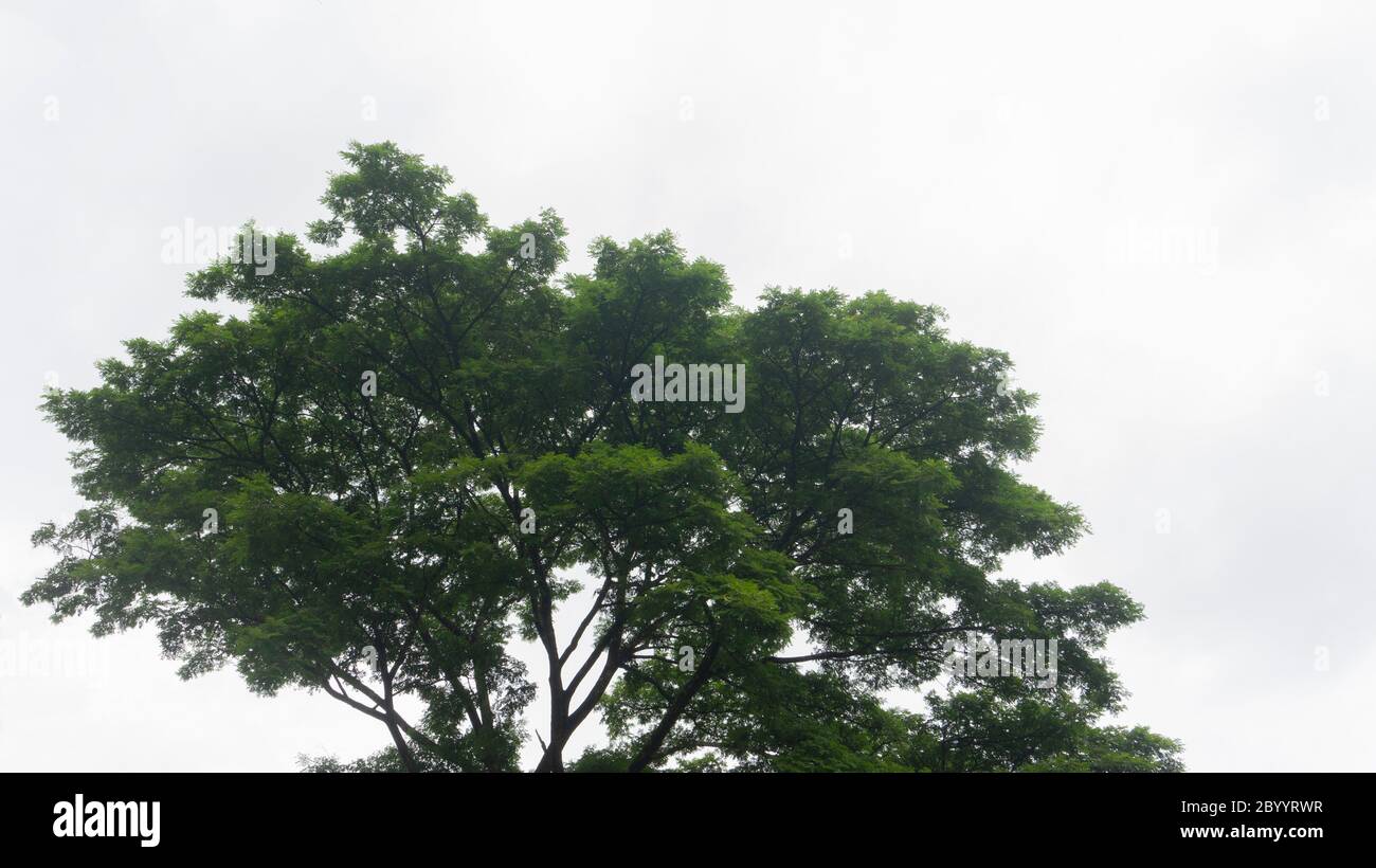 Samanea saman Tree isolated on white background.Rain Tree isolated on ...