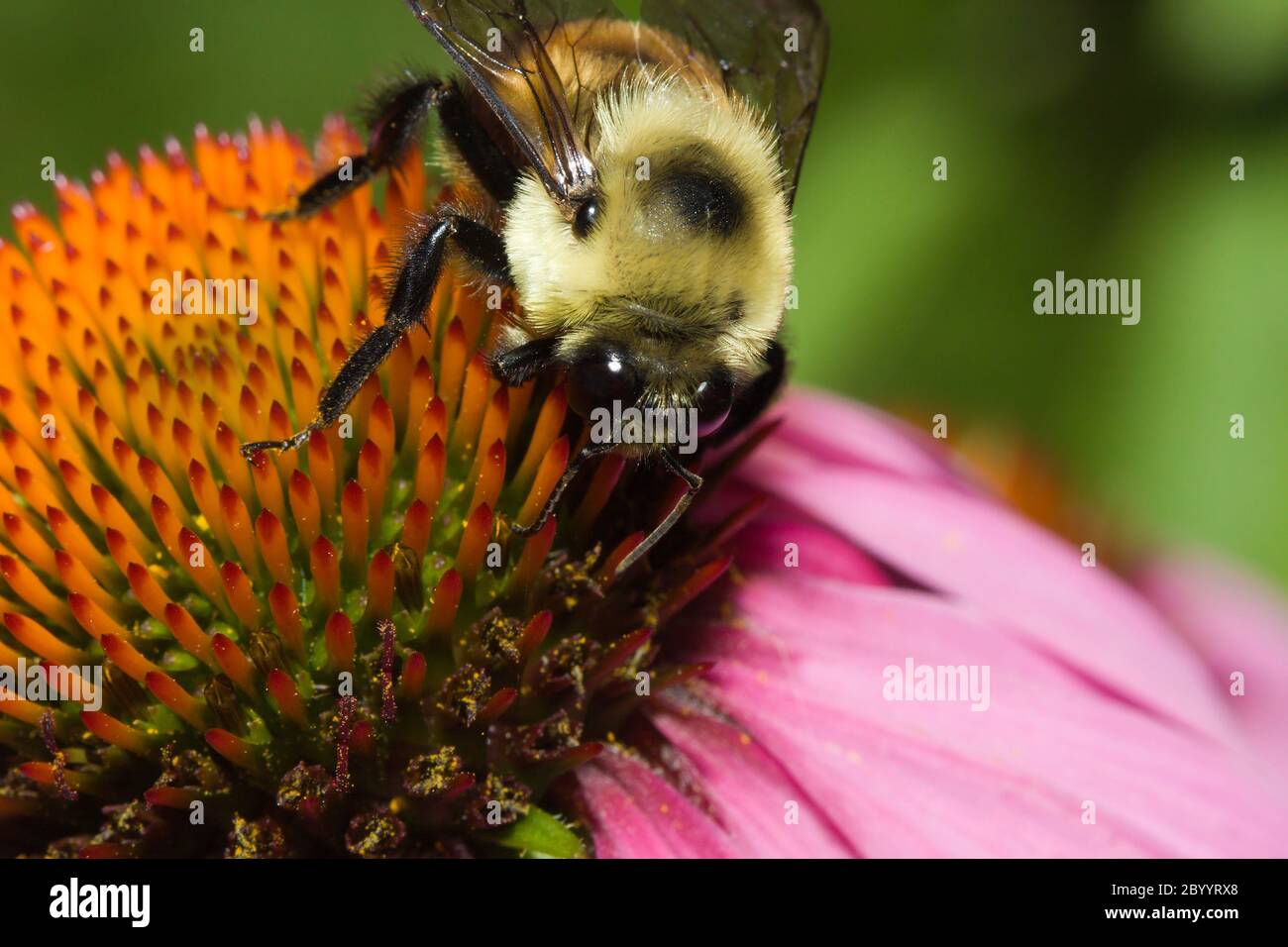 Golden Northern Bumblebee Stock Photo - Alamy