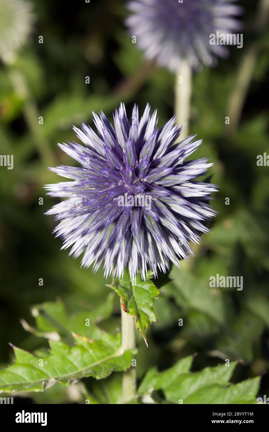 Globe thistle flower (Echinops sp Stock Photo - Alamy