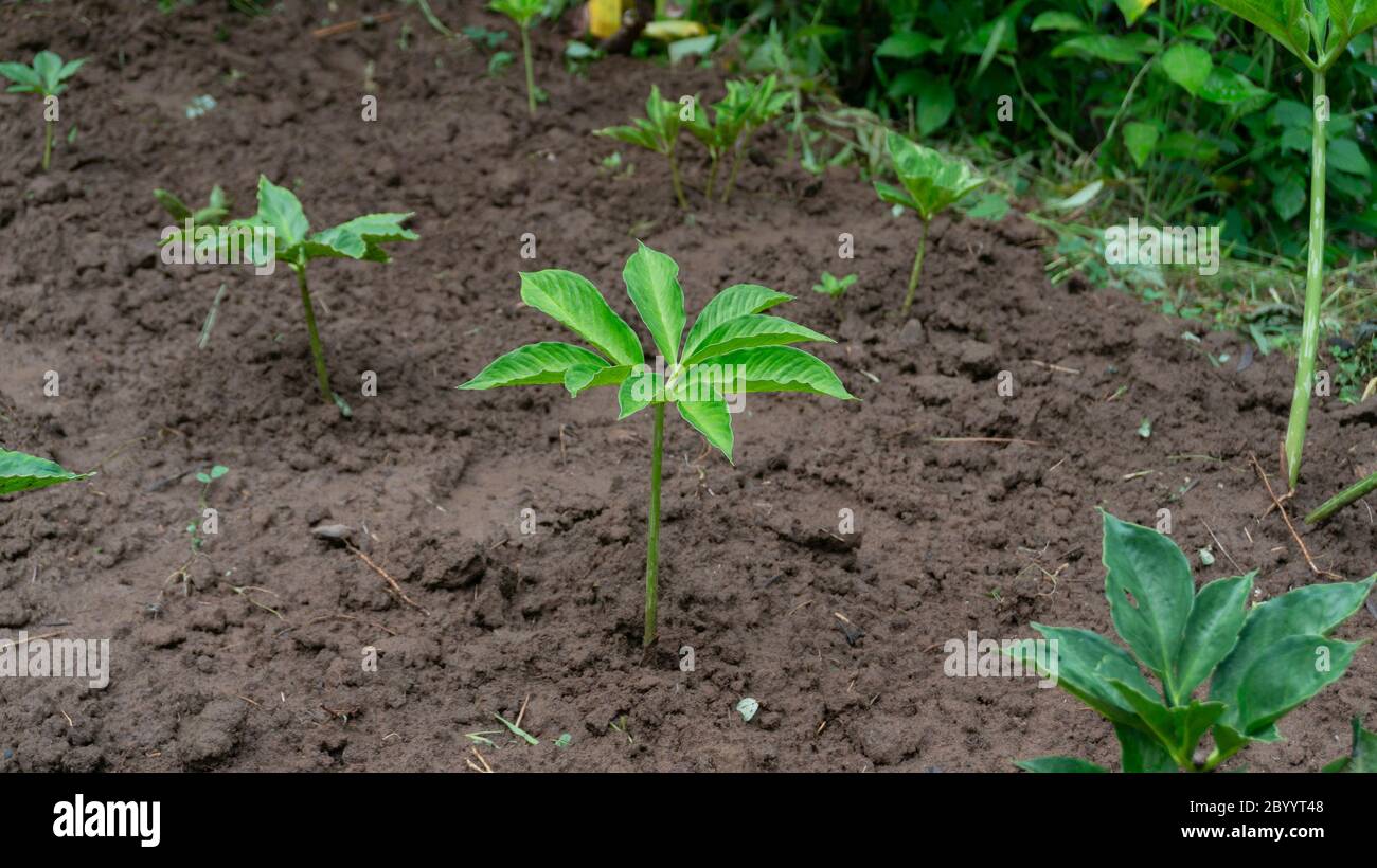 Amorphophallus muelleri, a type of tuber from the taro family and the ...