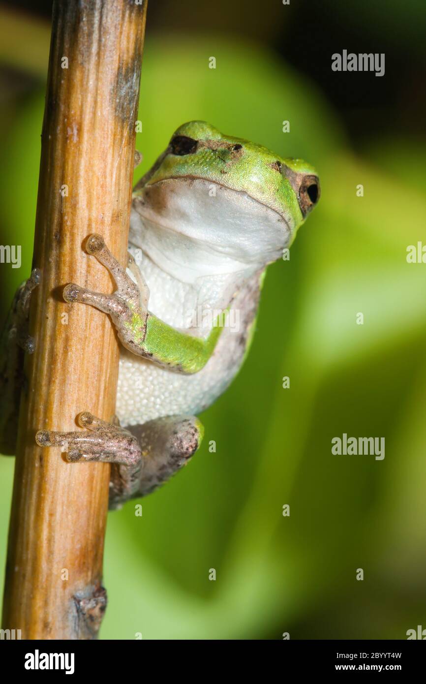 Gray eyed tree frog hi-res stock photography and images - Alamy