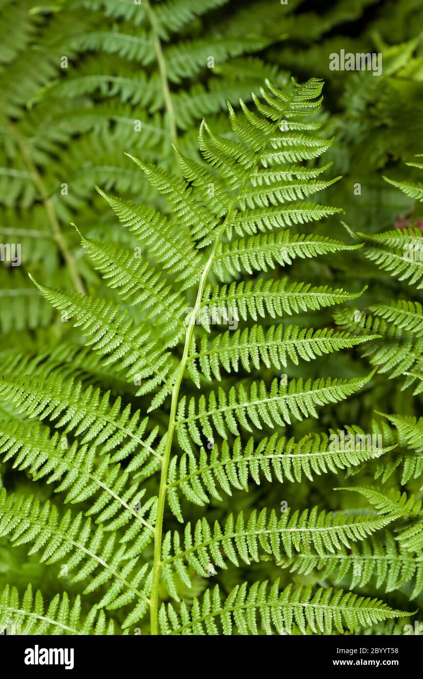 Fern branch hi-res stock photography and images - Alamy