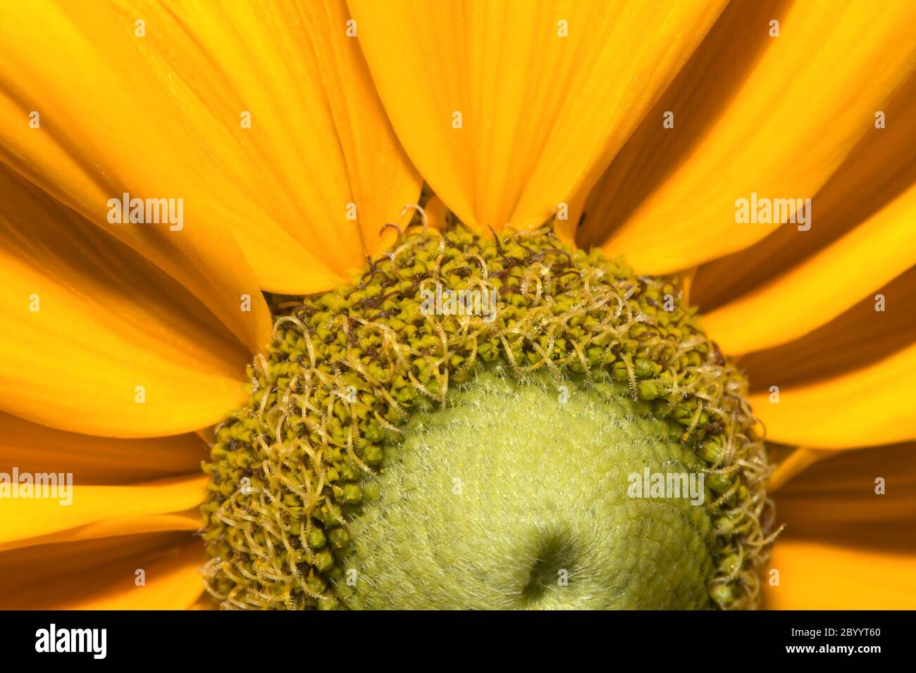 black eyed susan close up Stock Photo - Alamy