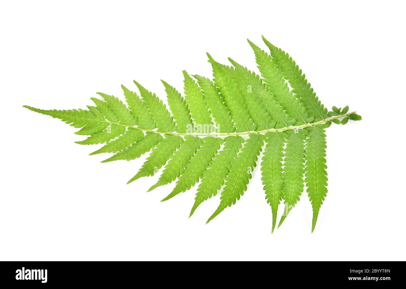 Top view of fern isolated on white background Stock Photo - Alamy