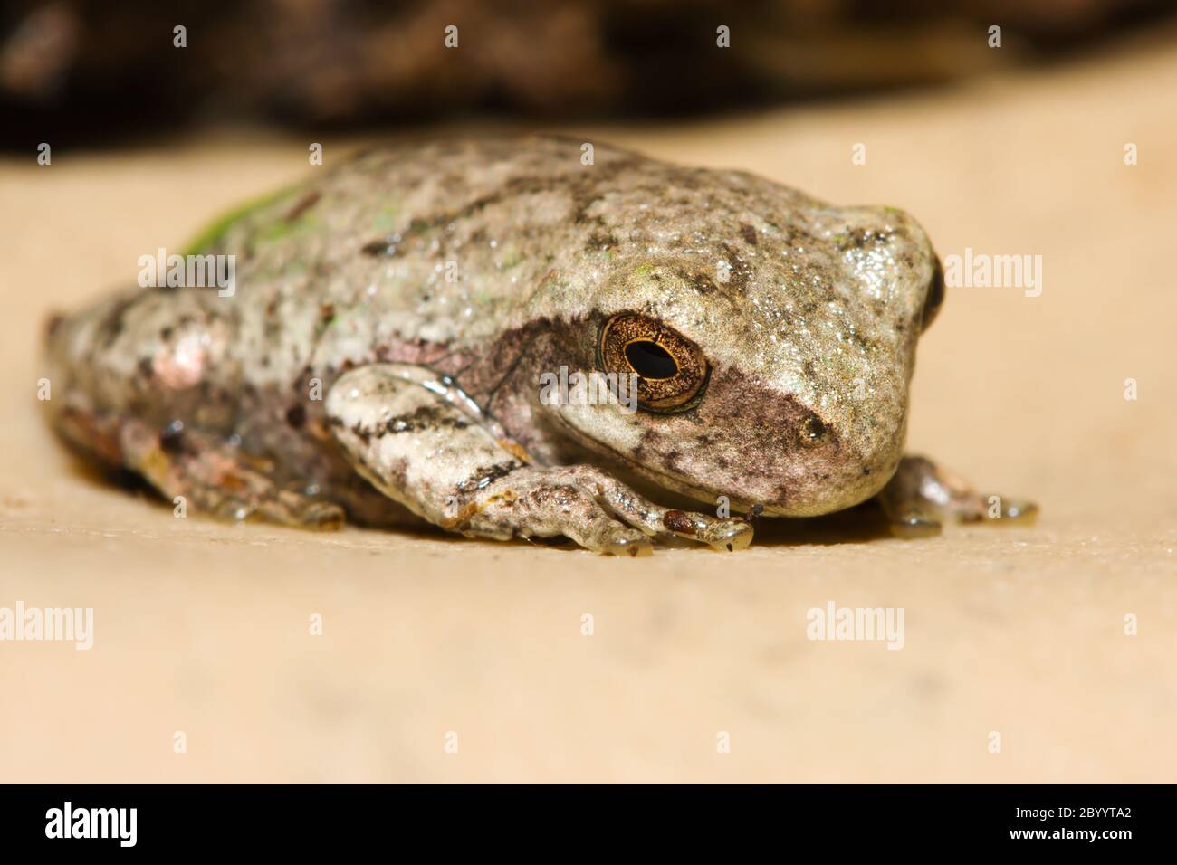 North american tree frog hi-res stock photography and images - Alamy