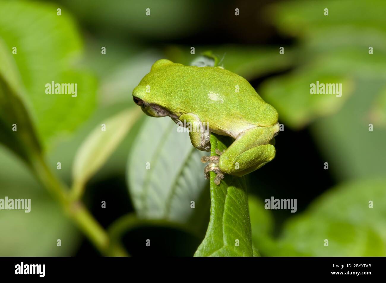Cope's Gray Tree frog Stock Photo - Alamy