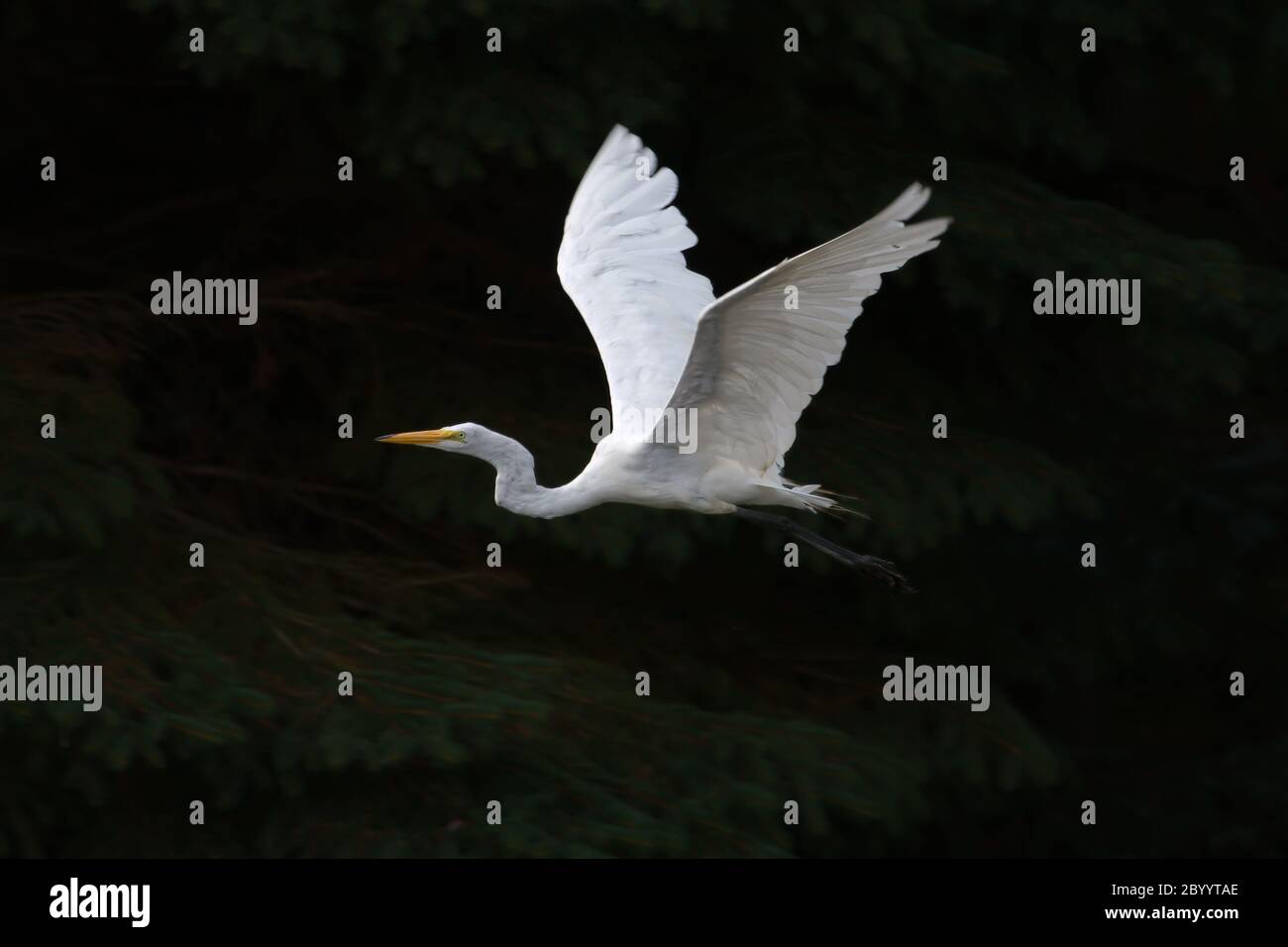 Great White Egret in Flight Stock Photo - Alamy