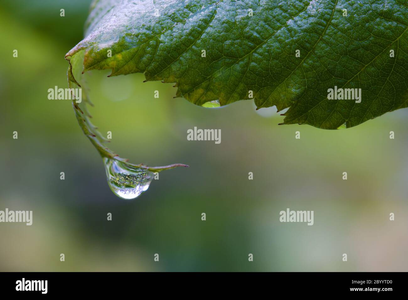 One Dew Drop on a Leaf Stock Photo - Alamy