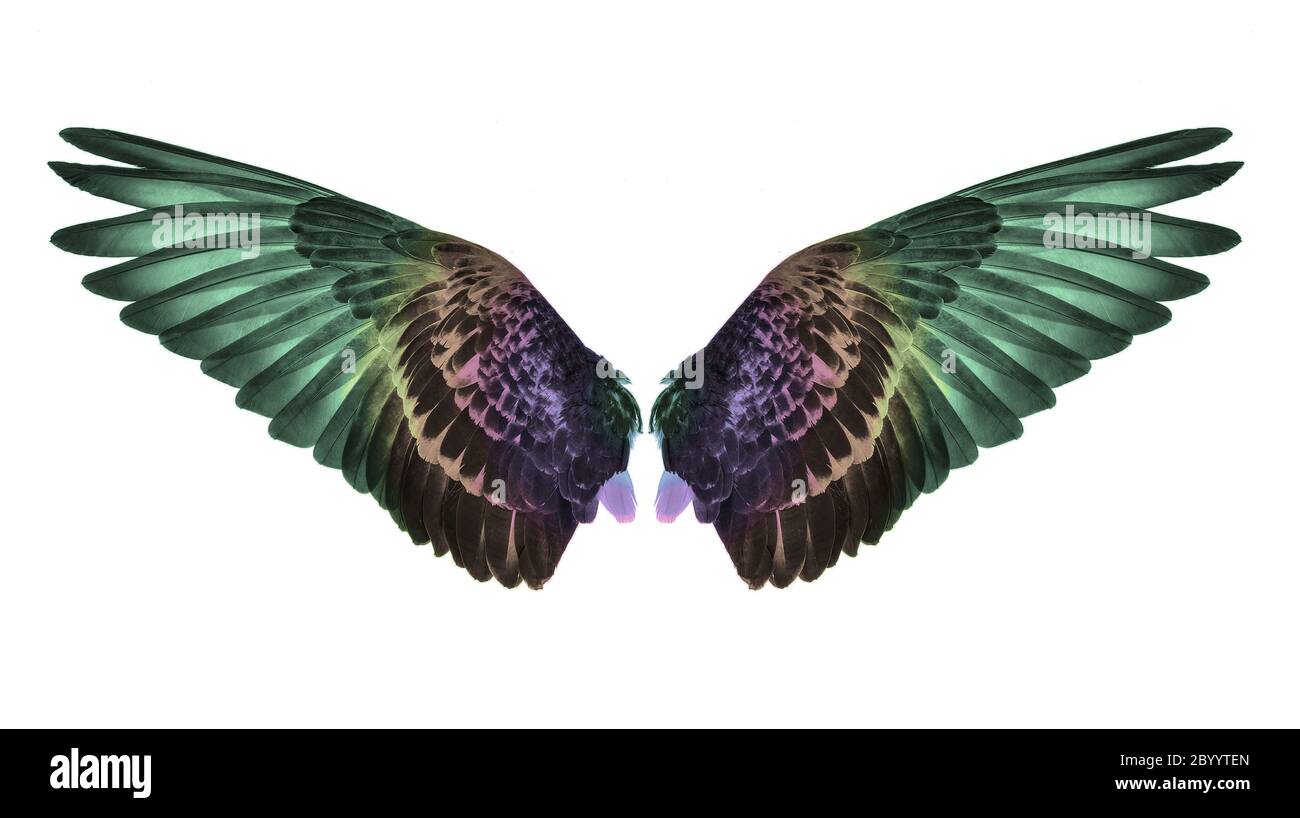Wing on white background Stock Photo - Alamy
