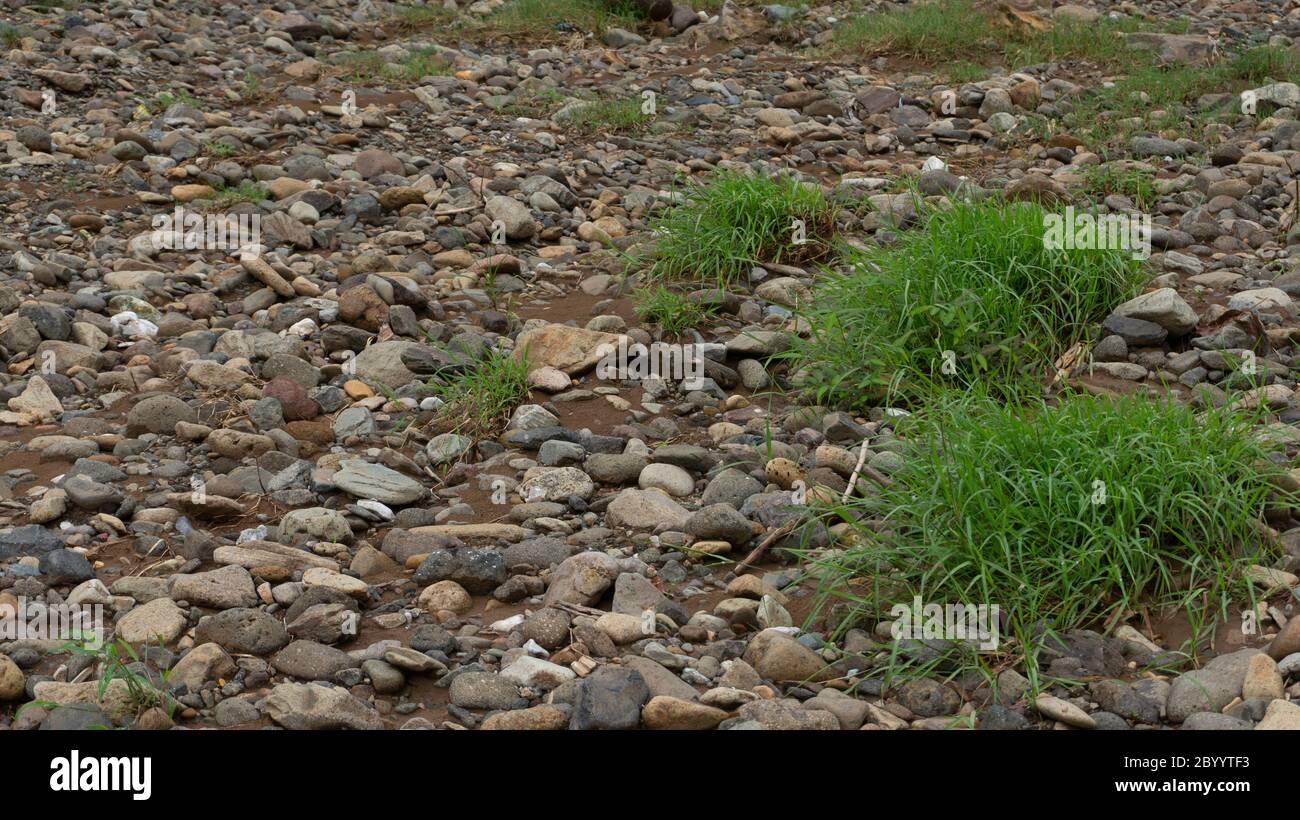 Rocks and green grass in the river after the flood. Images suitable for ...