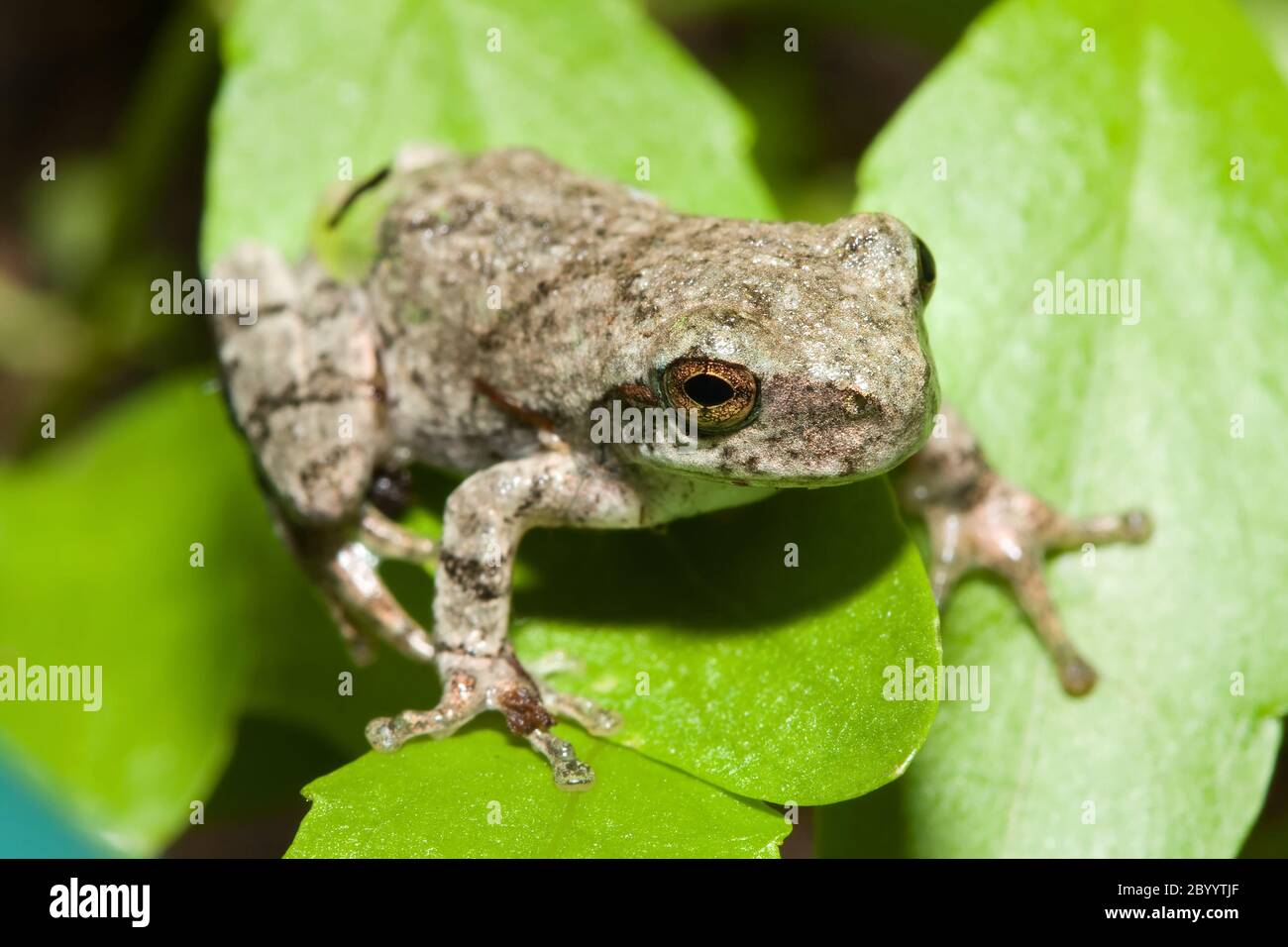 North american tree frog hi-res stock photography and images - Alamy