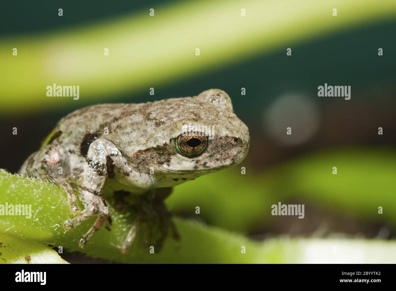 Eastern gray tree frog hi-res stock photography and images - Alamy