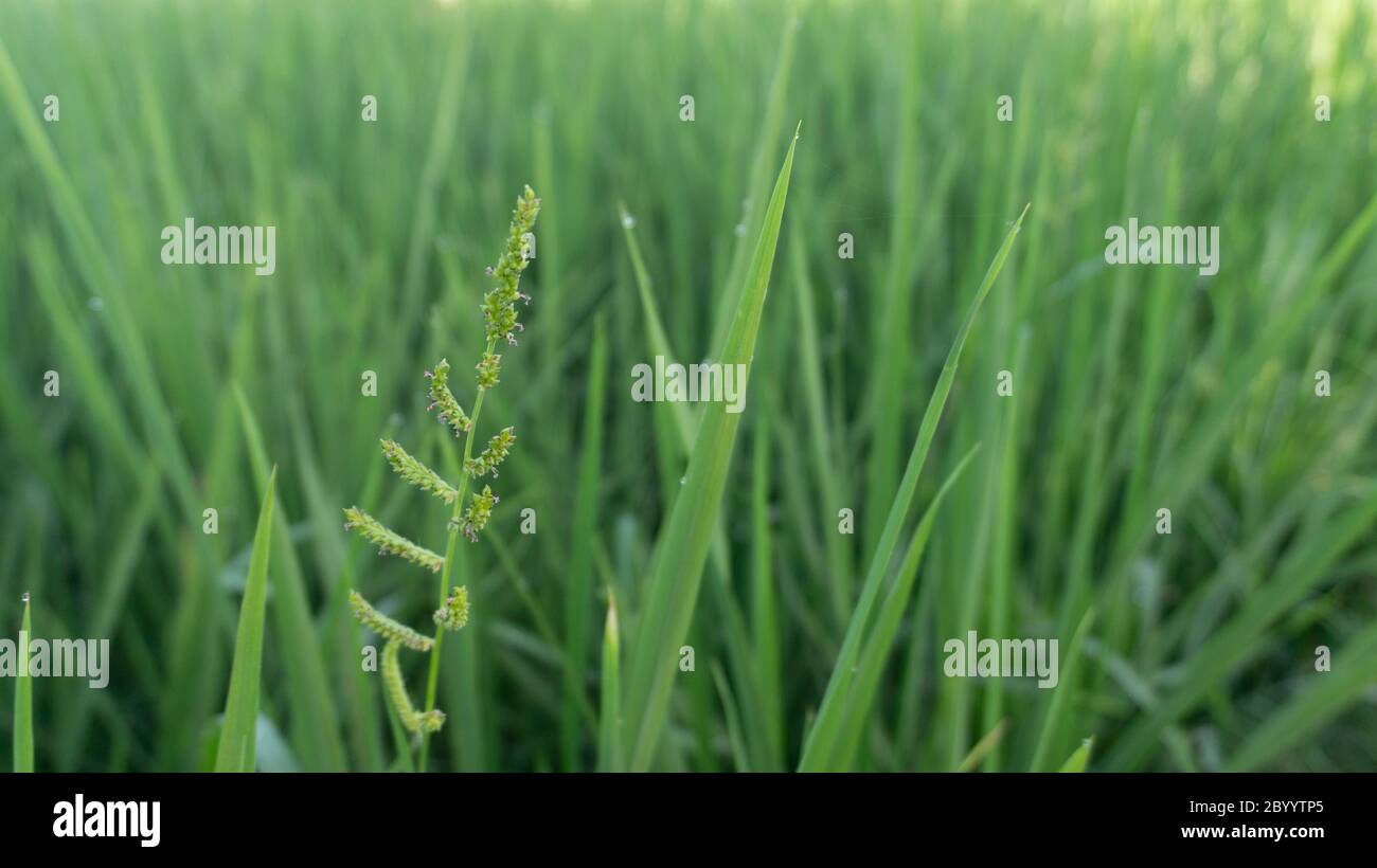 Rice Weeds High Resolution Stock Photography and Images - Alamy