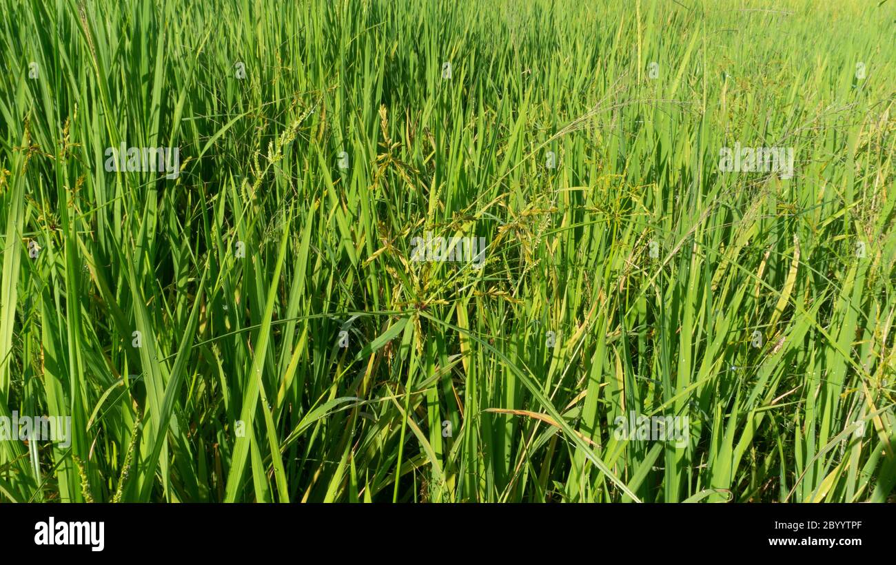 Rice Weeds High Resolution Stock Photography and Images - Alamy