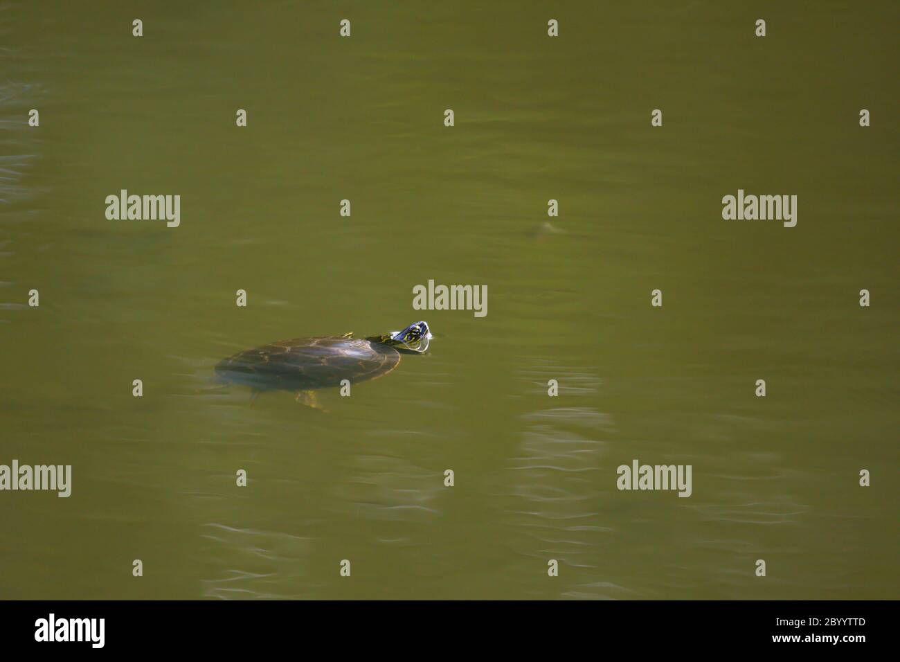 Painted Turtle Swimming in the swamp Stock Photo - Alamy