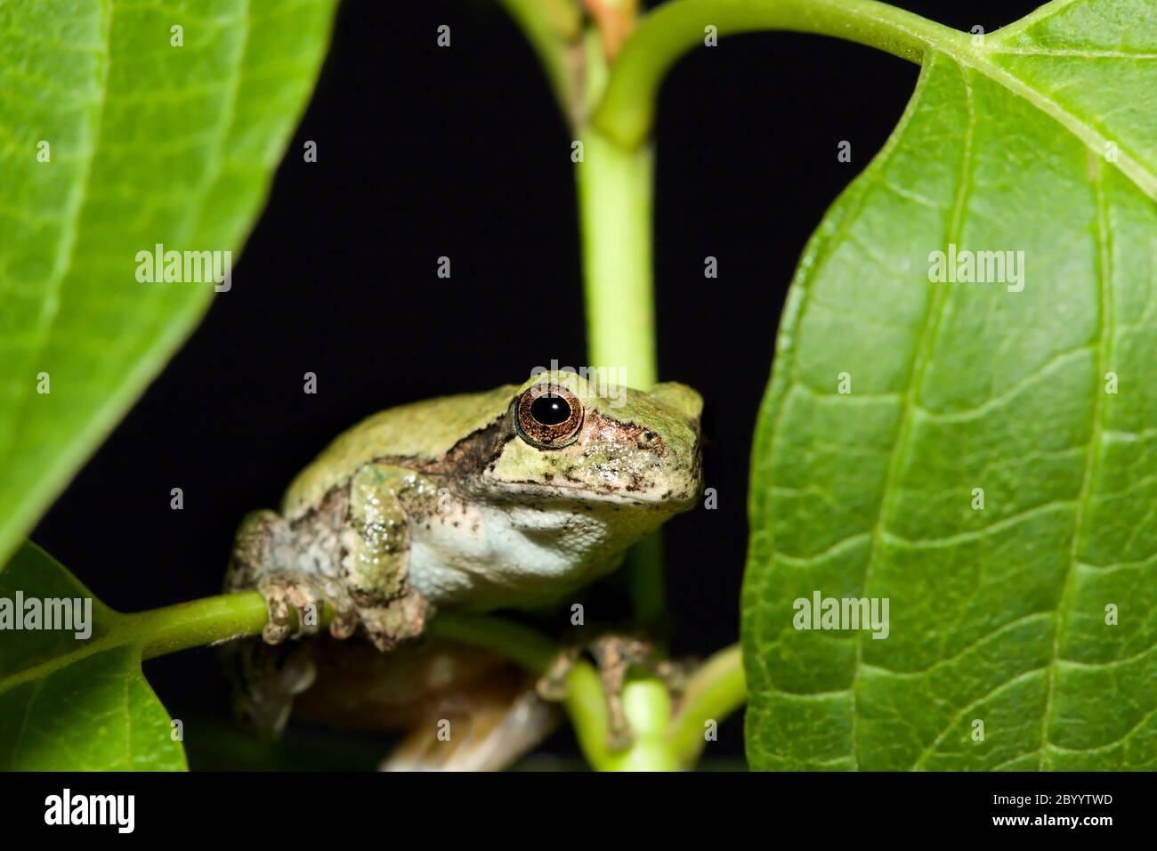 Cope's Gray Tree frog Stock Photo - Alamy