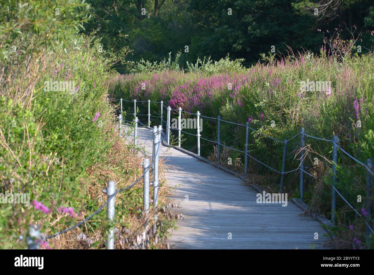 Boardwalk through a colorful swamp Stock Photo - Alamy