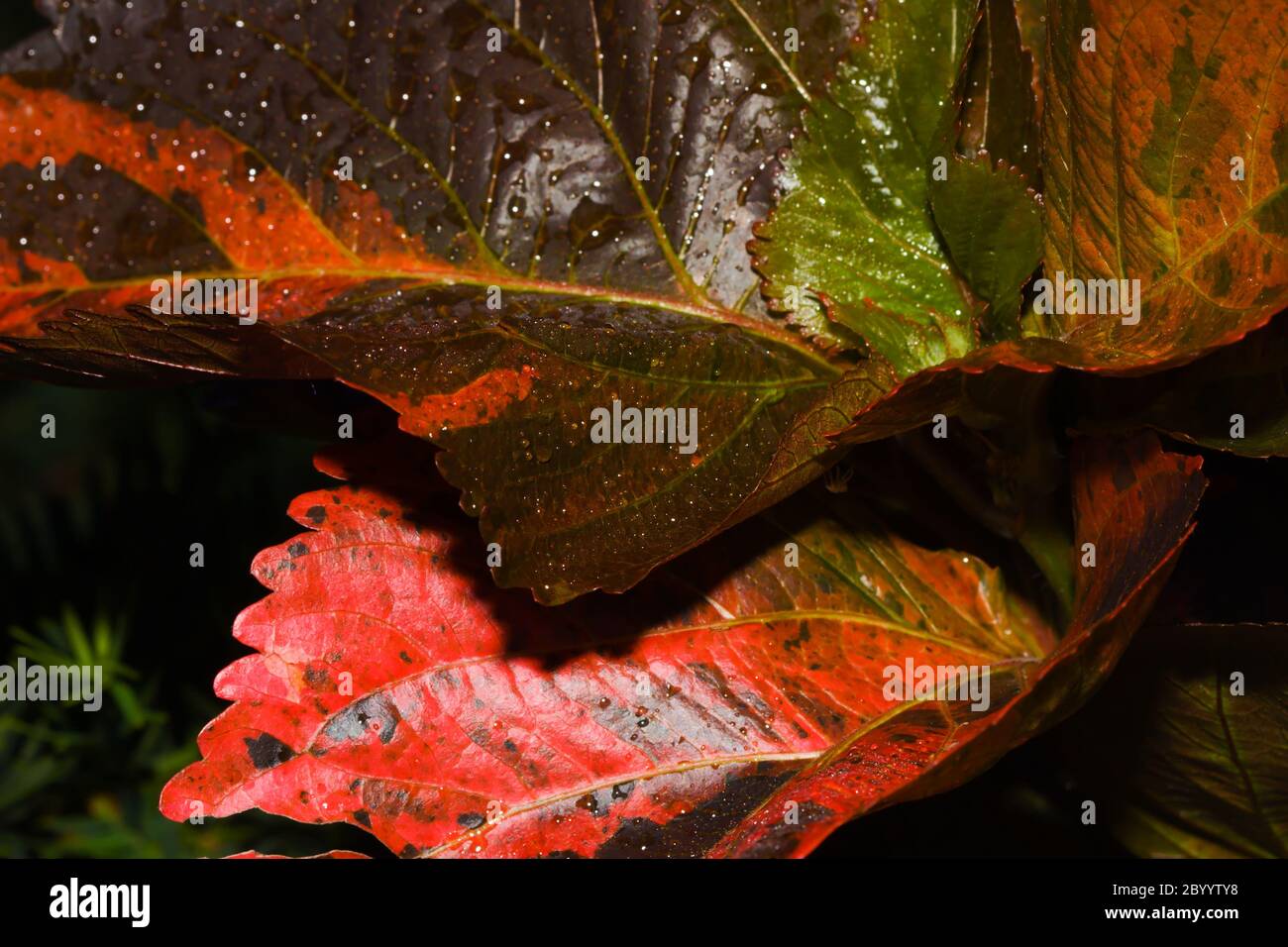 Coleus cultivar hi-res stock photography and images - Alamy