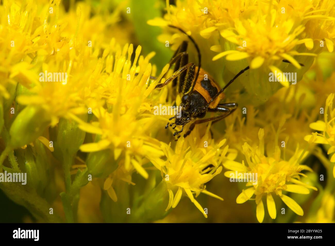 Lightning bug hi-res stock photography and images - Alamy