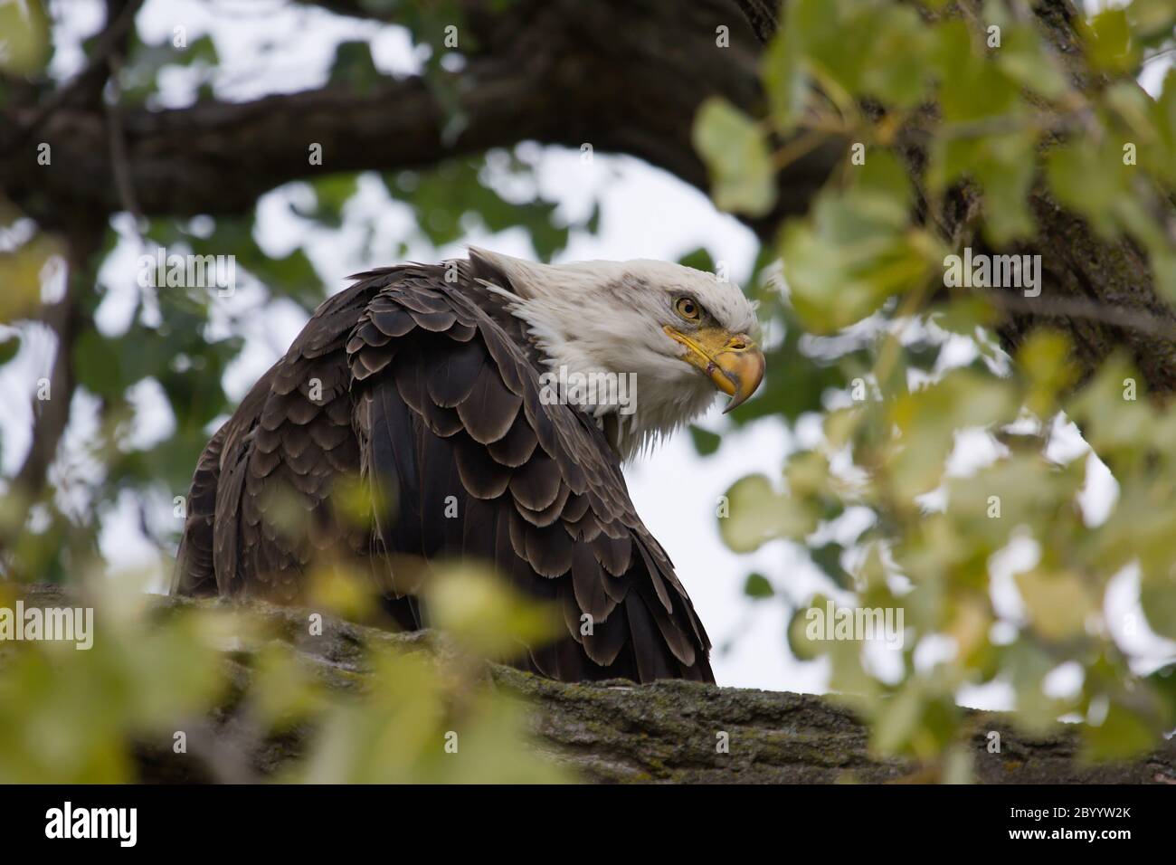 American Bald Eagle Stock Photo - Alamy