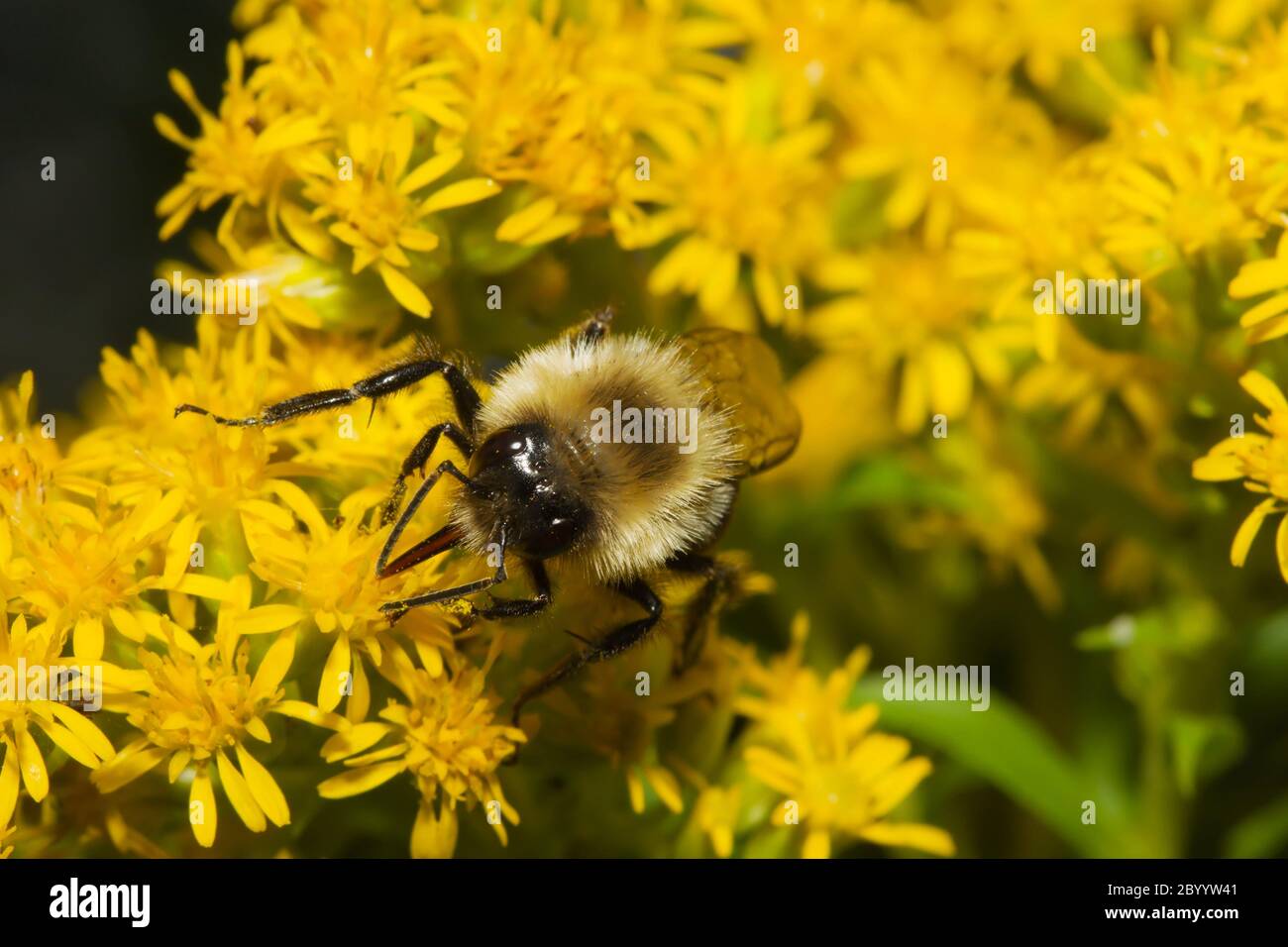 Golden Northern Bumblebee Stock Photo - Alamy