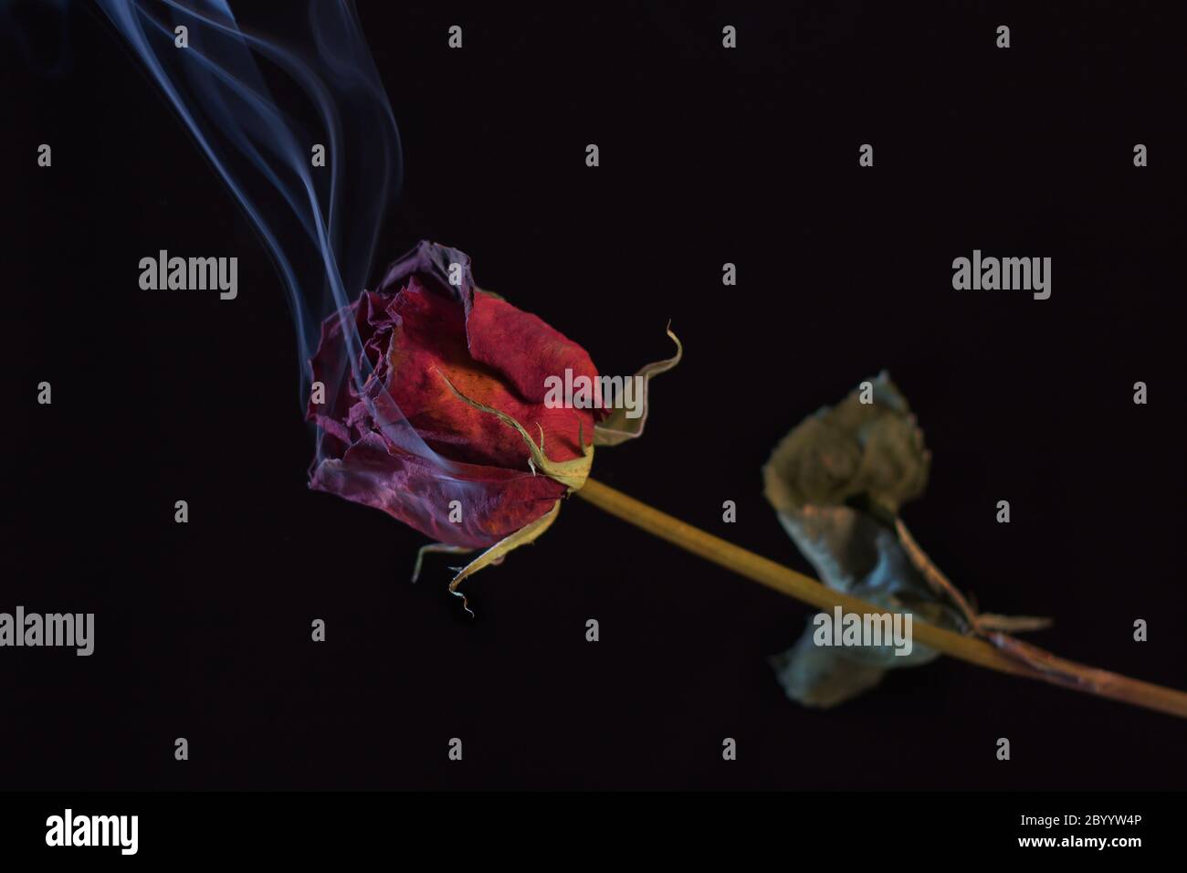 Smoking Red Rose Stock Photo - Alamy