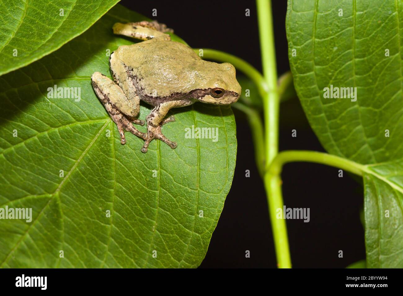 Cope's Gray Tree frog Stock Photo - Alamy