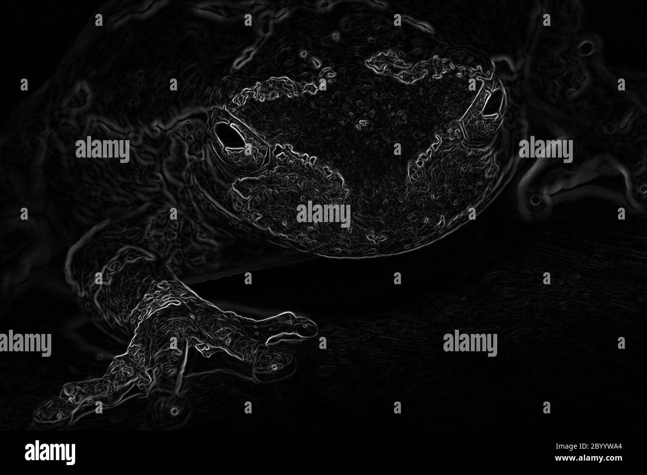 Bw frog hi-res stock photography and images - Alamy