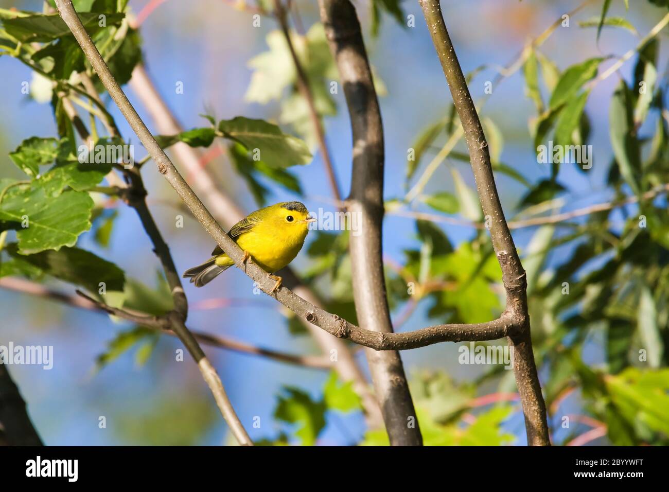 Lesser goldfinch yellow hi-res stock photography and images - Alamy