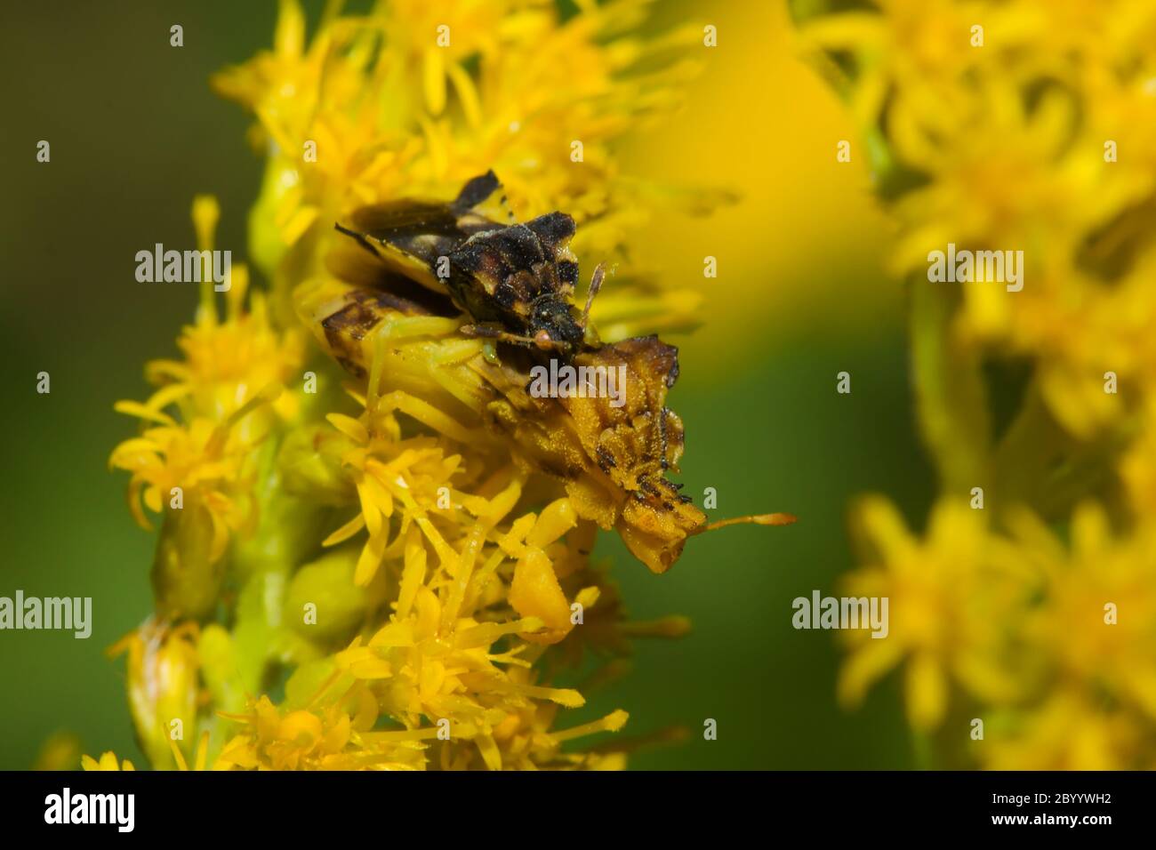 Mating ambush bugs hi-res stock photography and images - Alamy
