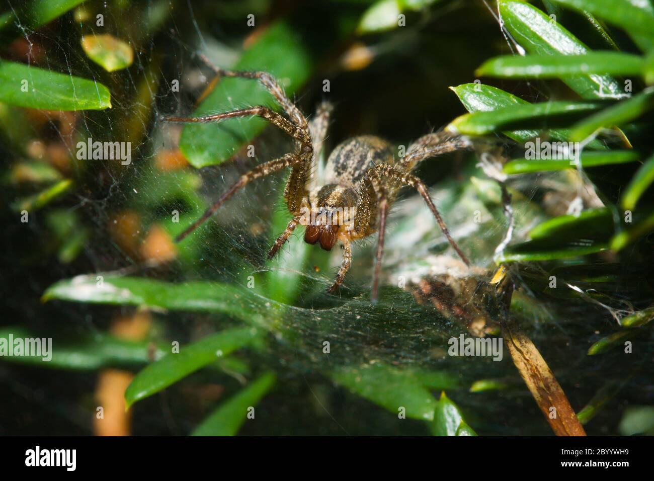 Garden Orb Spider Stock Photo - Alamy